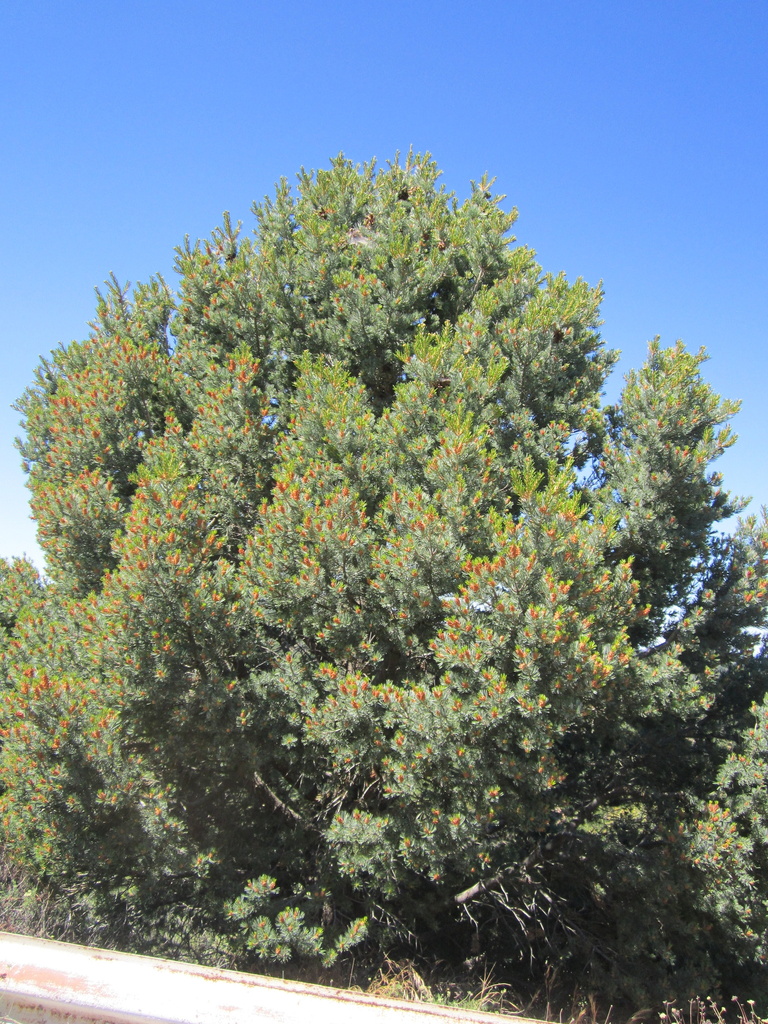 Parry pinyon from Cleveland National Forest, Julian, CA, US on July 2 ...