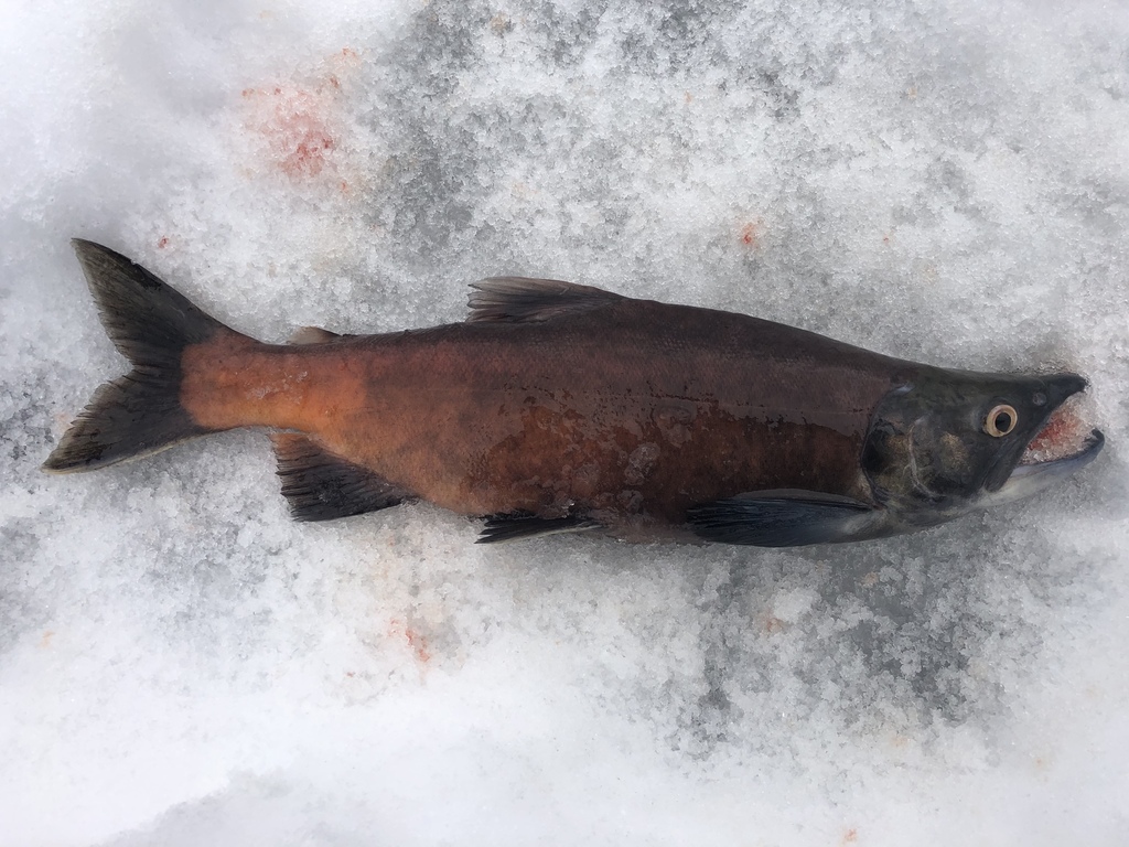 Salmons and Trouts (Salmoninae) - Marine Life Identification