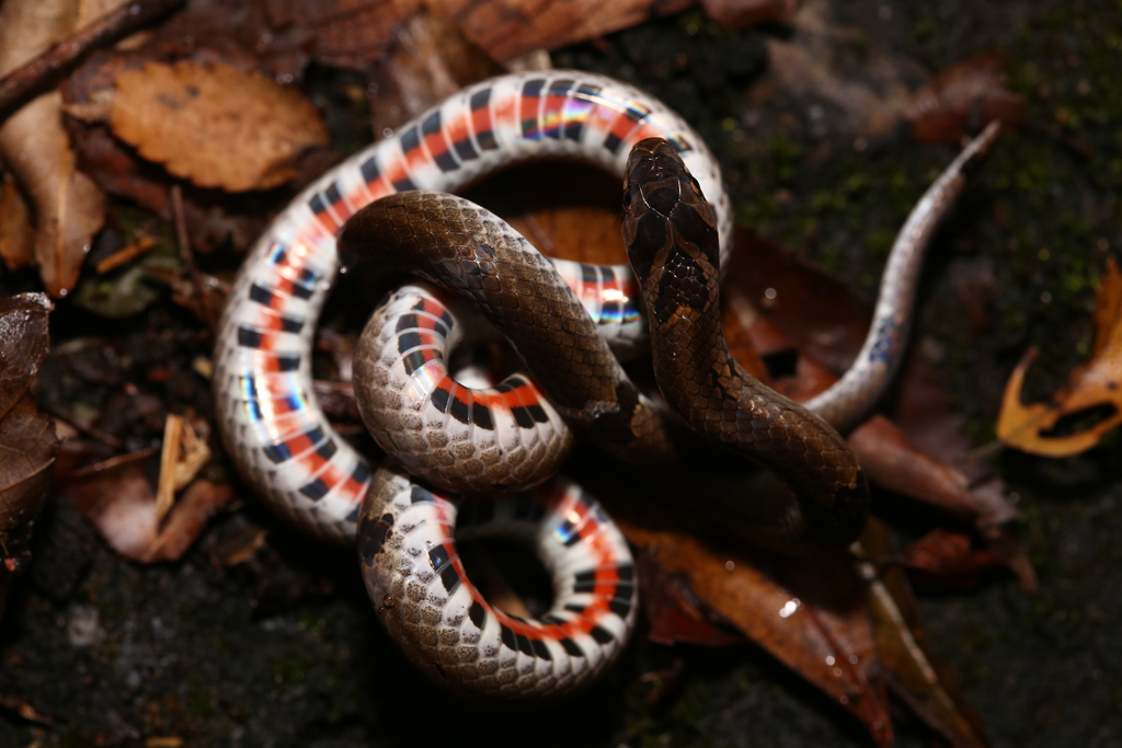 Ornate Kukri Snake from 台灣桃園市 on July 23, 2018 at 07:54 AM by Tunyu ...