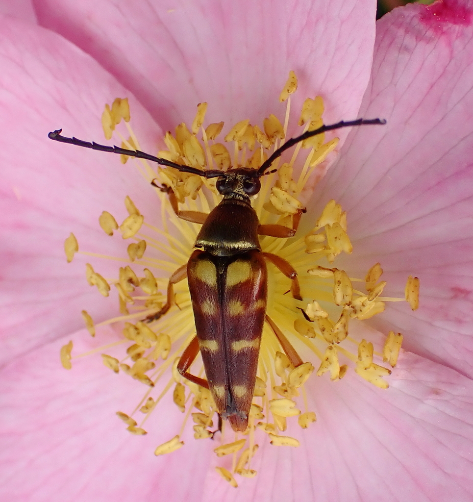 Banded Longhorn Beetle from Larus Park on June 24, 2023 at 11:00 AM by ...