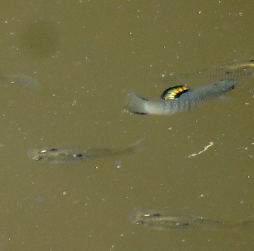 Guaru (Poecilia vivipara) - Marine Life Identification