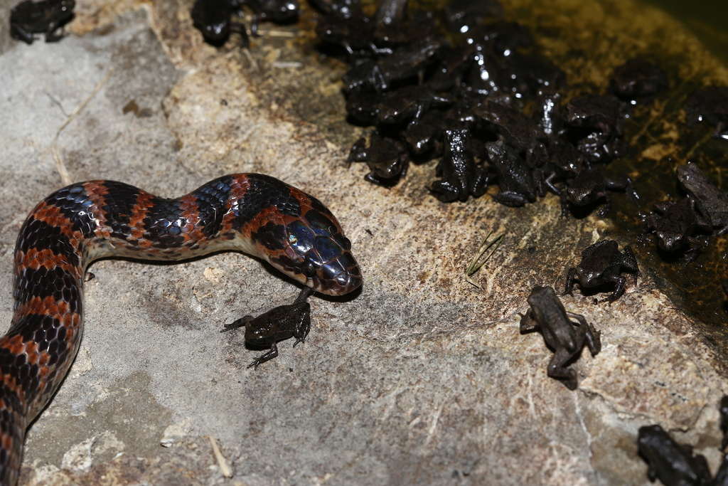 Red-banded Snake from 540台灣南投縣南投市南投 on March 7, 2018 at 08:45 PM by ...