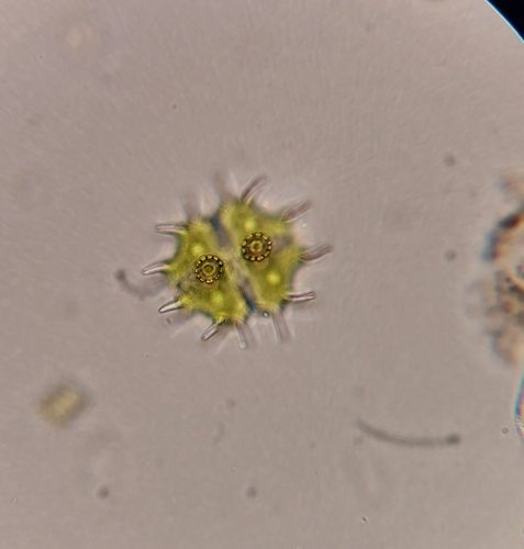 Xanthidium uncinatum · iNaturalist