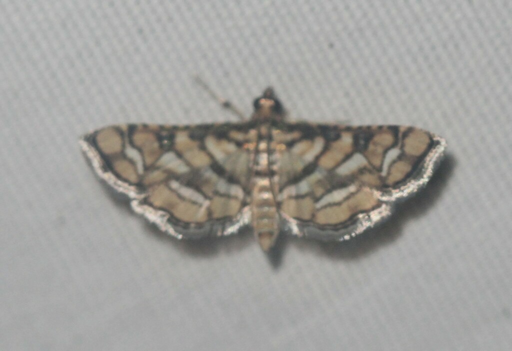 Magician Moth from South Side, Corpus Christi, TX, USA on June 24, 2023 ...