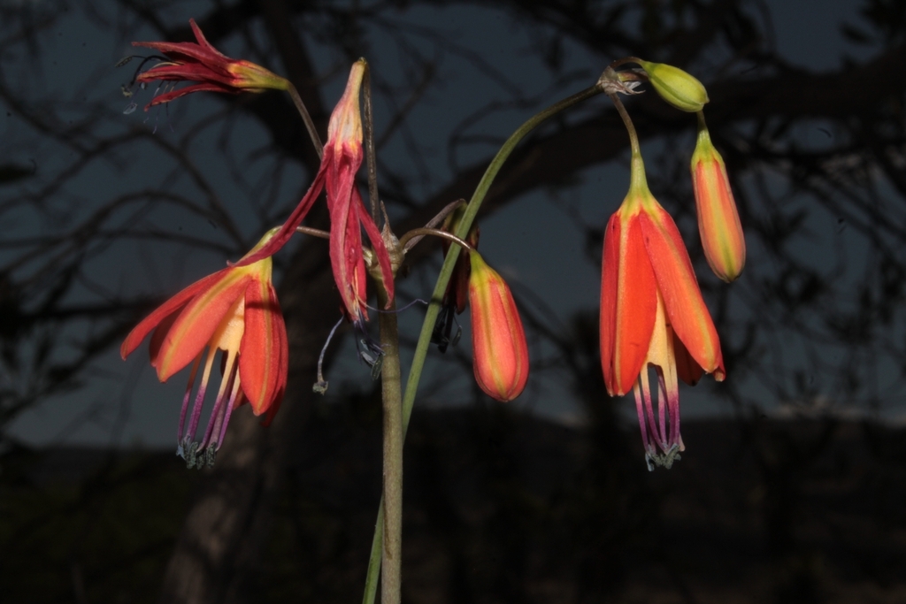 Coral-drops from 20943 Ags., México on June 13, 2023 at 03:23 PM by ...