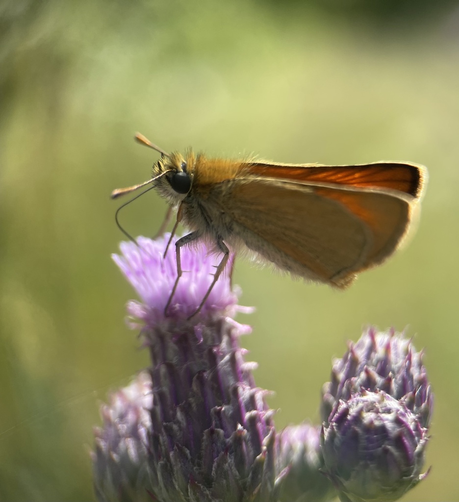 Small Skipper from Stanmer Park, Brighton, England, GB on 24 June, 2023 at 10:36 AM by Gulsen ...