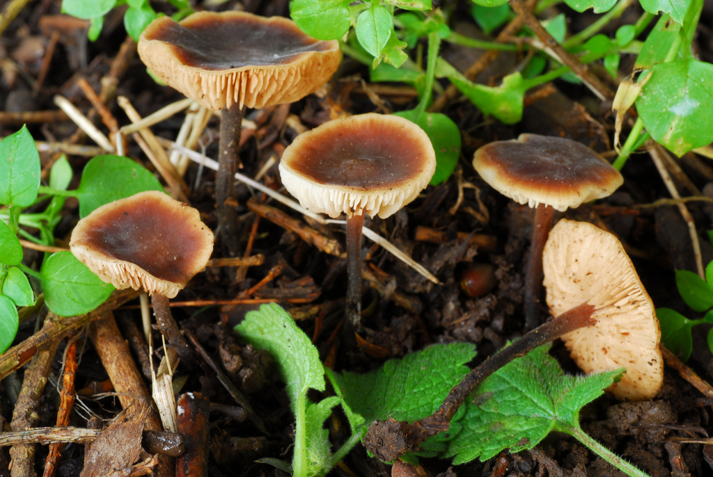 Cucumber Cap from Giardini della Reggia di Monza - Italia on November ...
