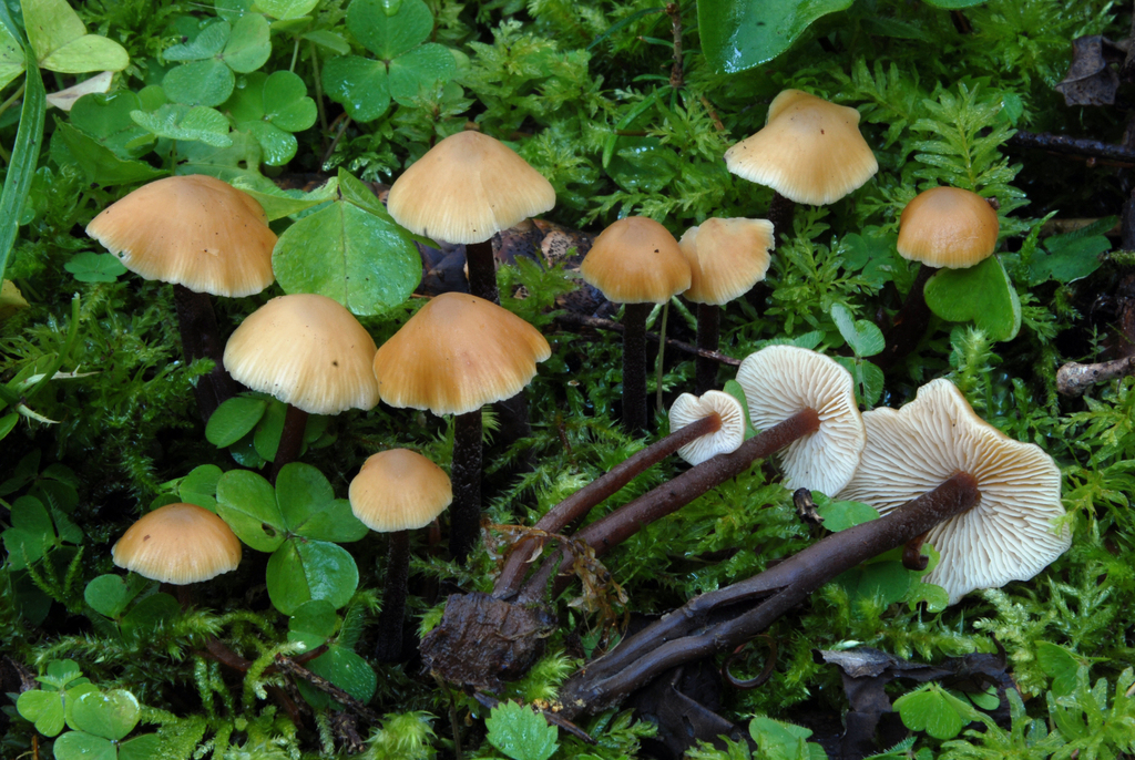 Cucumber Cap from Schilpario (BG) - Italia on September 4, 2022 at 10: ...