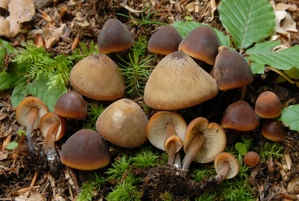 Cucumber Cap from Bagni di Masino (SO) - Italia on June 18, 2023 at 10: ...