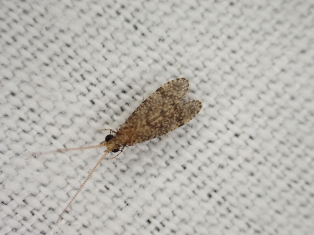 Ecnomus from 83340 Le Cannet-des-Maures, France on June 23, 2023 at 11: ...