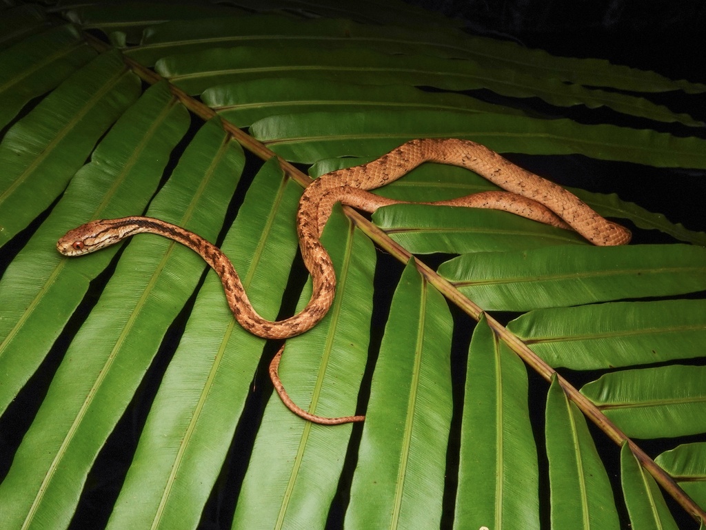 Iwasaki's Snail-eater in June 2023 by orthoptera-jp · iNaturalist
