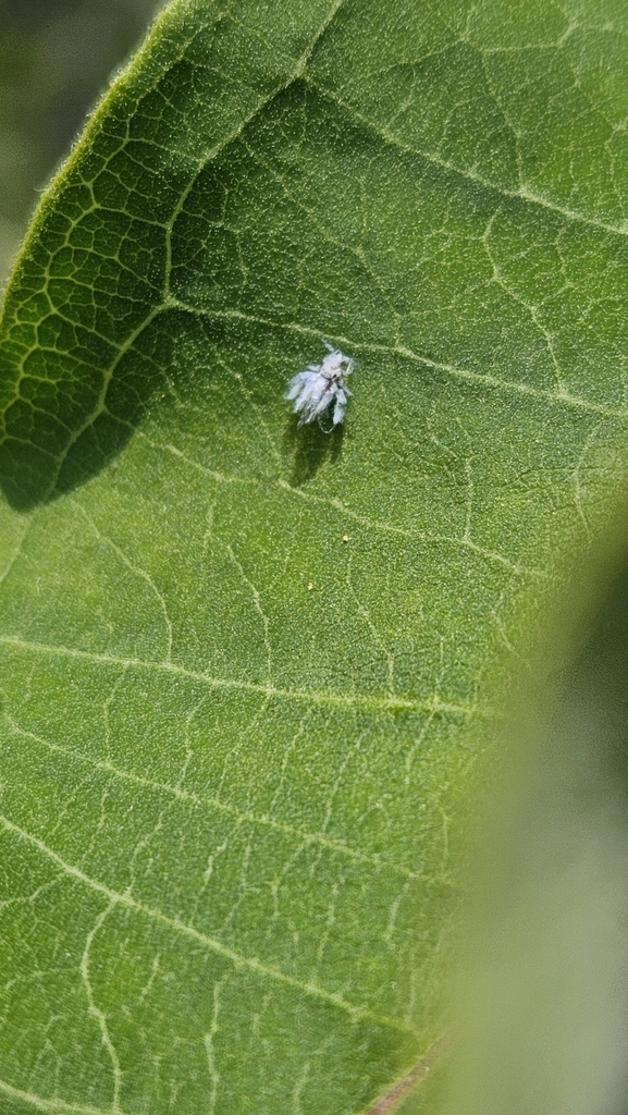Asian Woolly Hackberry Aphid from Belknap, Louisville, KY 40205, USA on ...