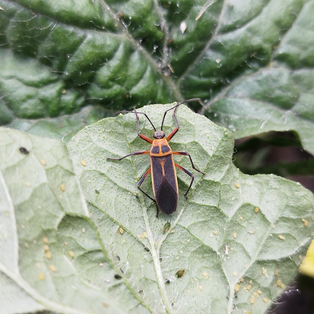Stenomacra marginella from La Paz, 72160 Puebla, Pue., Mexiko on June ...