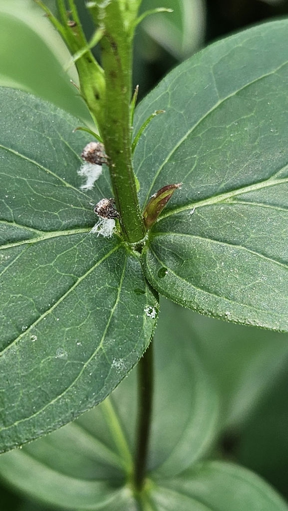 Two-striped Planthopper from Belknap, Louisville, KY 40205, USA on June ...