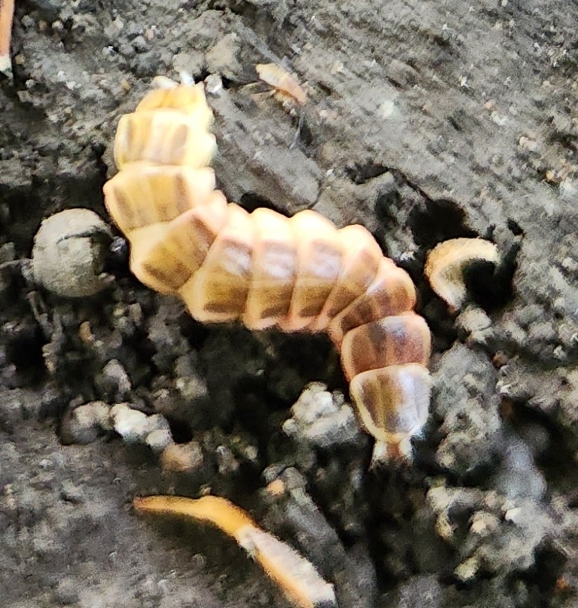 typical fireflies from Victorian Village, Columbus, OH, USA on June 24 ...