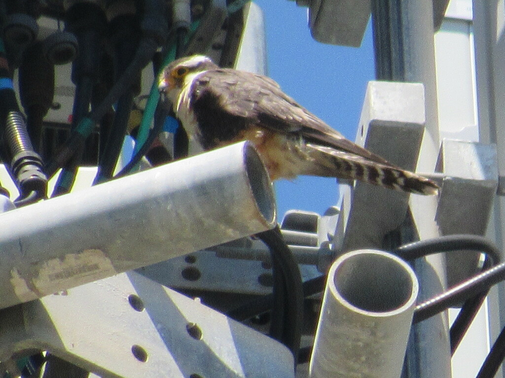 Aplomado Falcon from Cameron County, TX, USA on April 29, 2023 at 02:57 ...