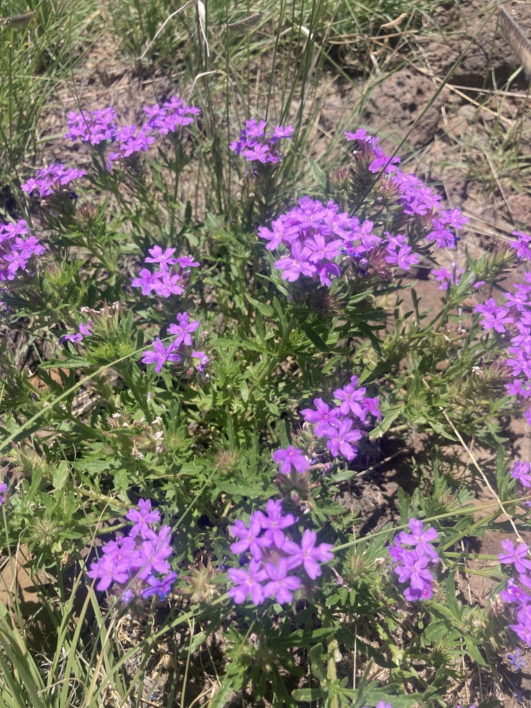 Davis Mountain Mock Vervain from Black Mesa State Park & Nature ...