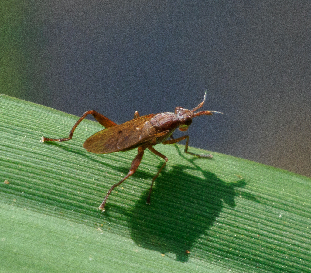 Snail-killing Flies from Coshocton County, OH, USA on May 18, 2023 at ...