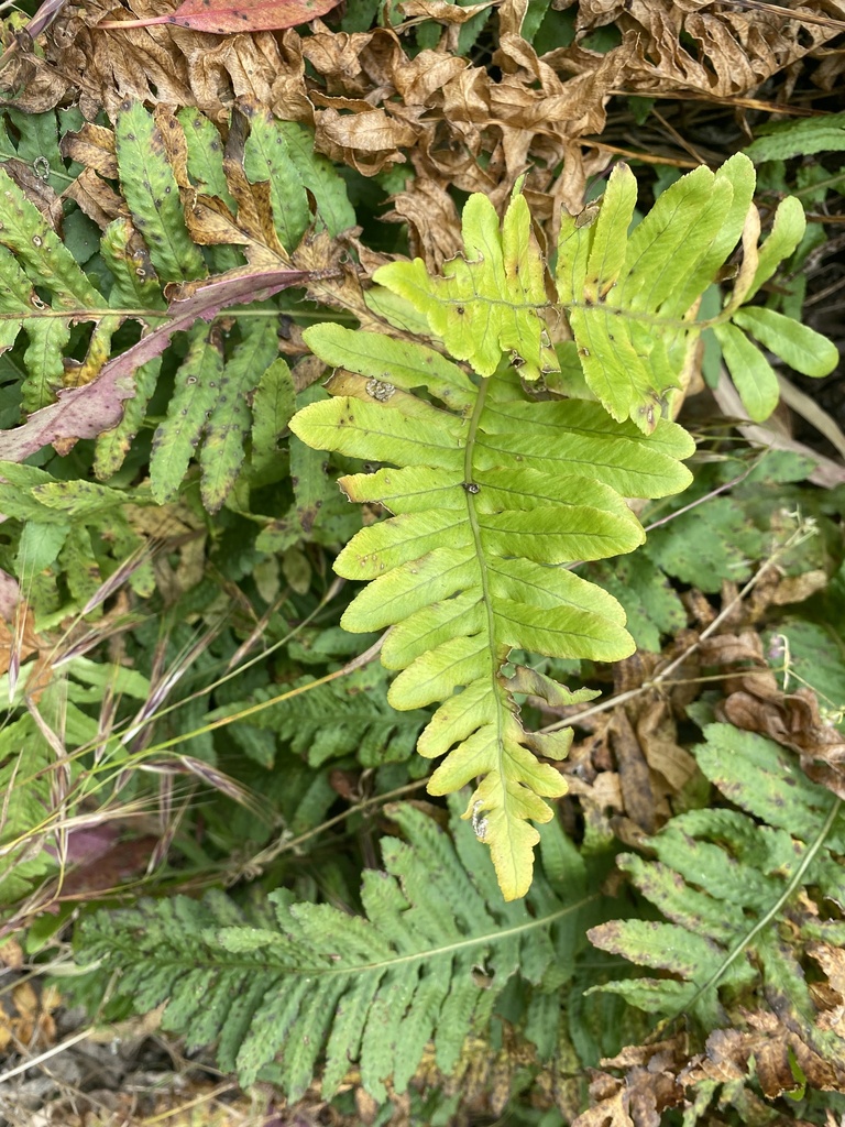 California Polypody from Quarry Park, Half Moon Bay, CA, US on June 24 ...