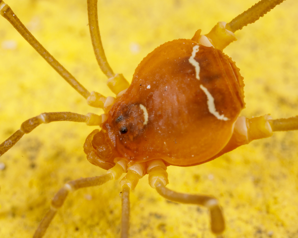 Libitioides sayi (Harvestmen of the United States) · iNaturalist