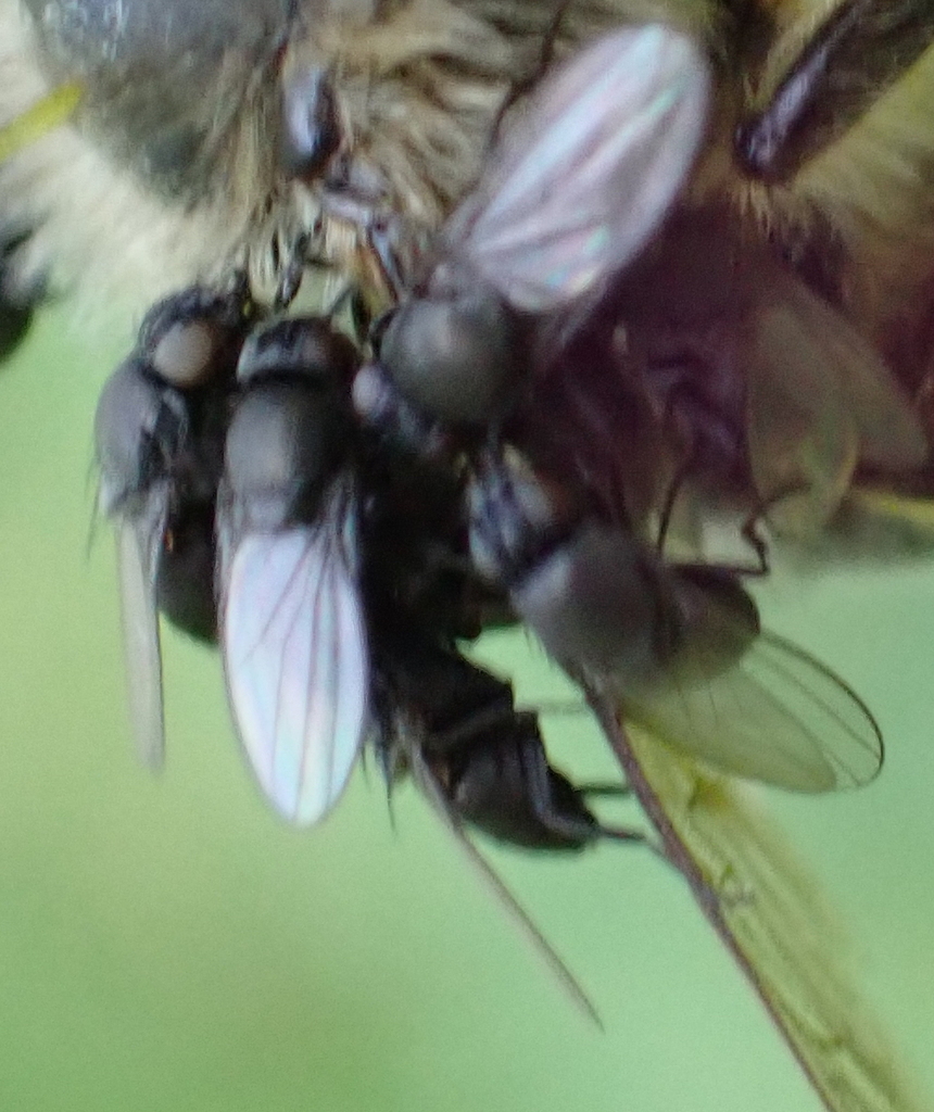 Freeloader Flies from 252 46 Vrané nad Vltavou, Czechia on June 24 ...