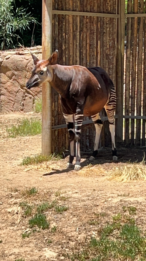 Okapi in June 2023 by davereid2946 · iNaturalist