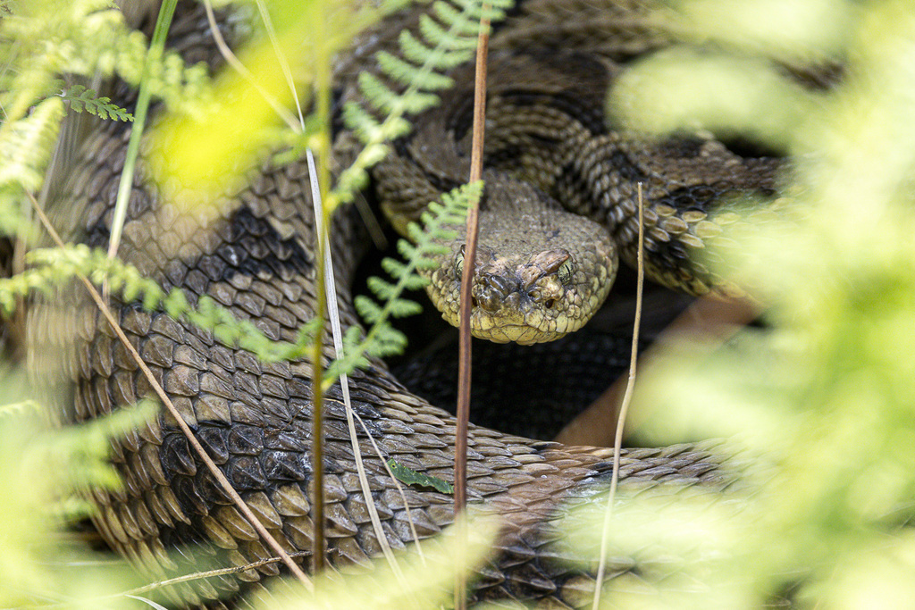 Timber Rattlesnake in June 2023 by Alan Wells. Harriman State Park, NY ...