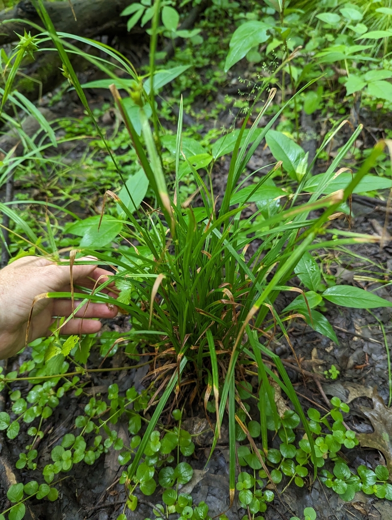 Inflated Narrow-leaved Sedge from Portage County, US-OH, US on June 24 ...