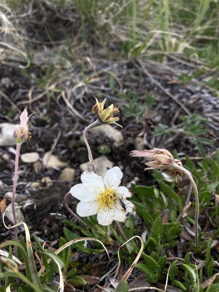 Entireleaf Mountain-Avens from Kananaskis, AB T0L, Canada on June 22 ...