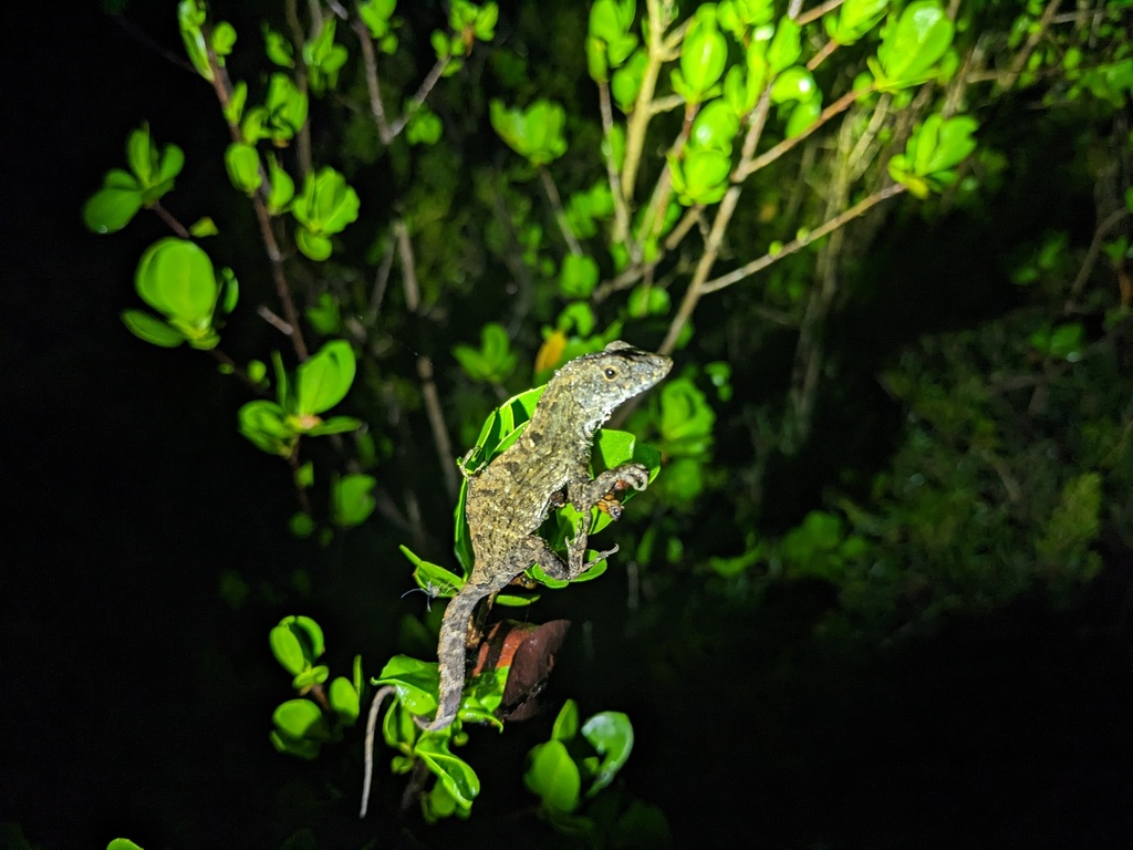 Crested Anole from Limón Province, Pococí, Costa Rica on May 28, 2023 ...