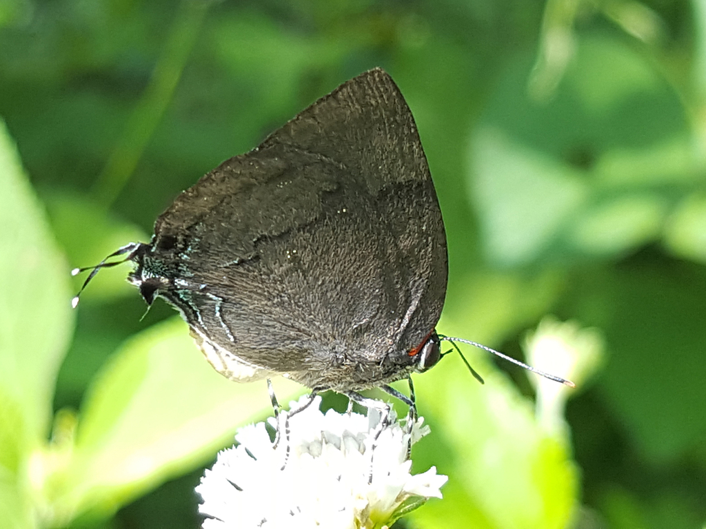 Bitias Hairstreak from Zona 5, Retalhuleu, Guatemala on July 22, 2018 ...