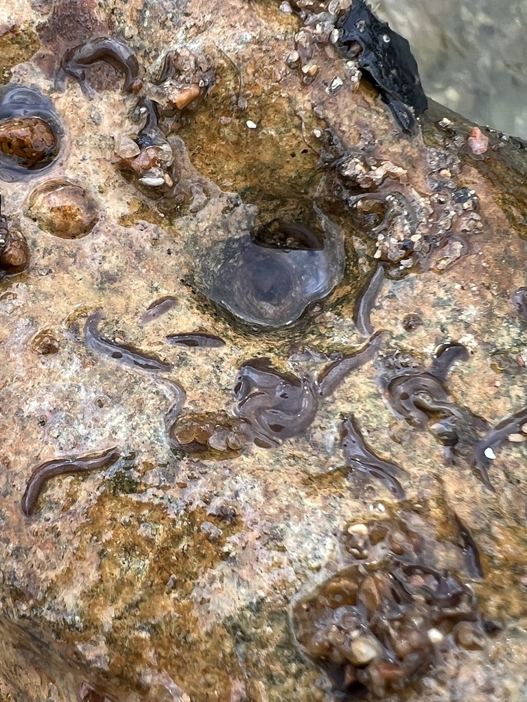 Girardia from Colorado River, Austin, TX, US on June 23, 2023 at 08:08 ...
