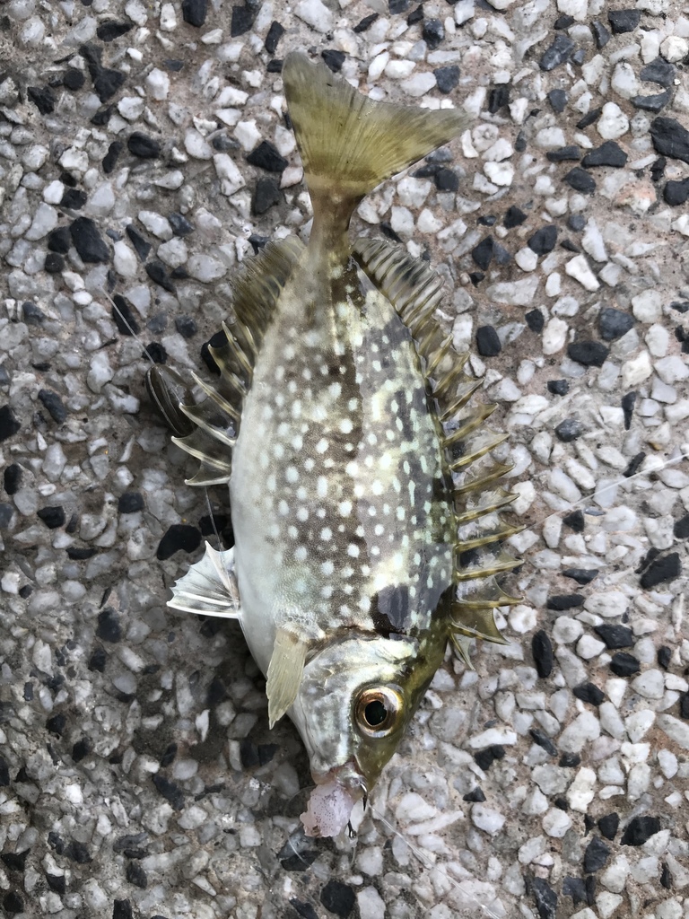 White-spotted rabbitfish from Stanley Bay, Hong Kong, Hong Kong, HK on ...