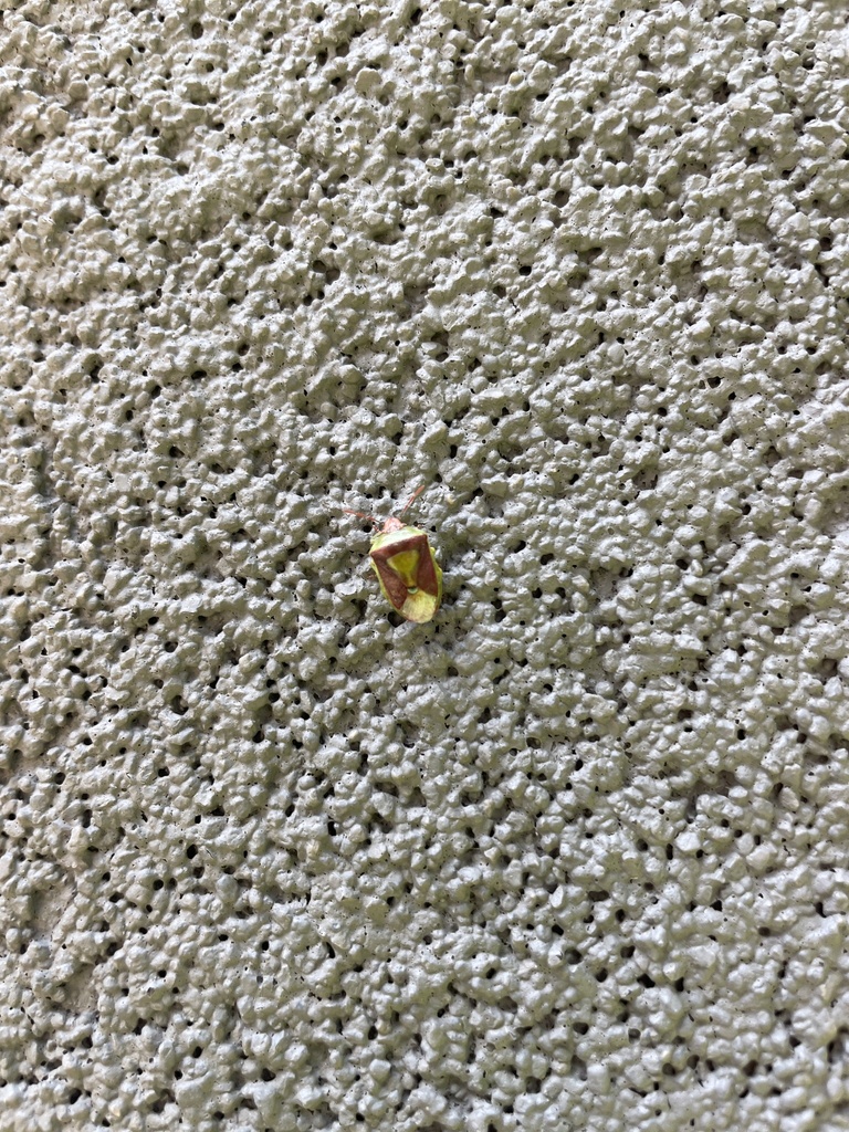 Stink Bugs, Shield Bugs, and Allies from Rundle Cres NE, Calgary, AB ...