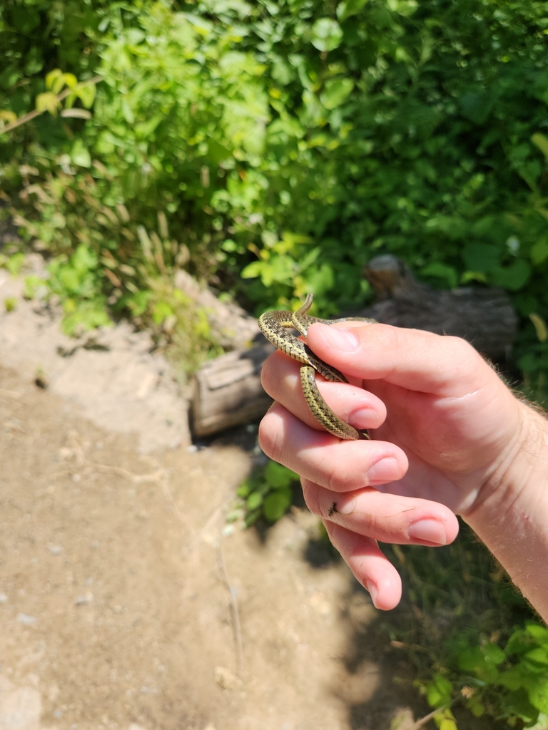 Two-striped Garter Snake in June 2023 by jtay1998 · iNaturalist