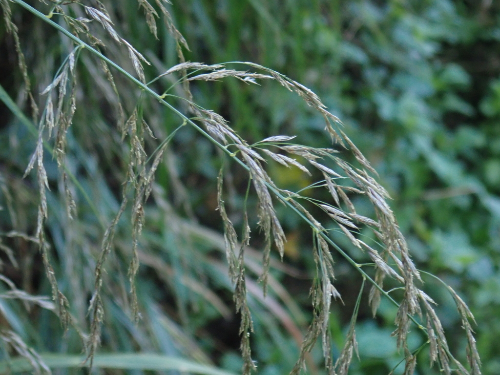 Burma Reed from Kinmen, Kinmen, Fujian, Taiwan on December 18, 2018 at ...