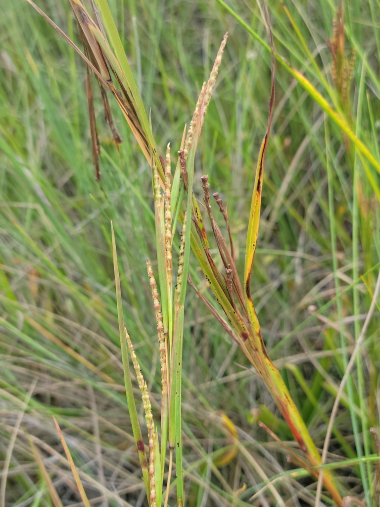 Wrinkled Jointtail Grass from Naples, FL 34114, USA on June 24, 2023 at ...