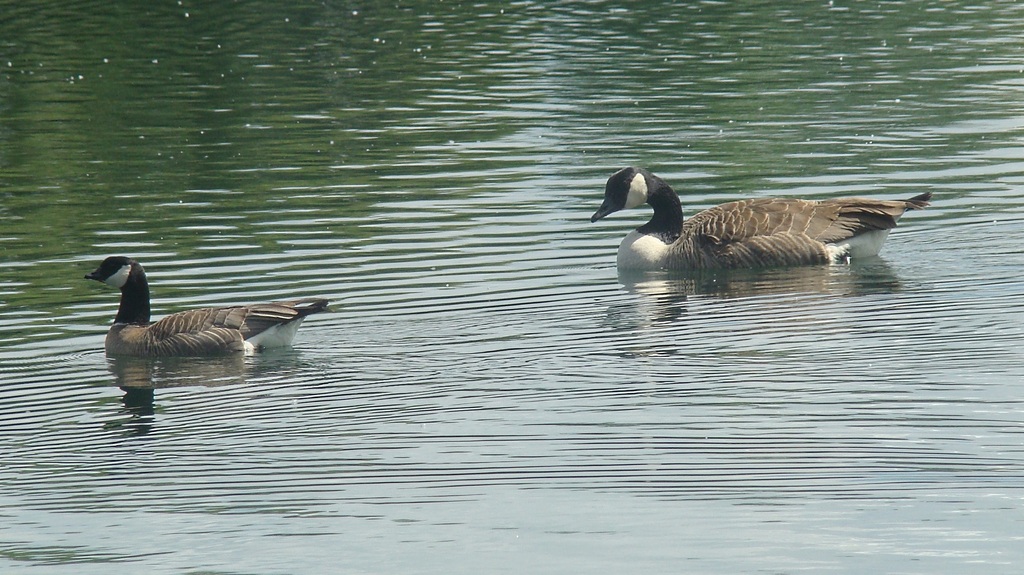 Small Cackling Goose from 67346 Speyer, Deutschland on May 30, 2013 at ...