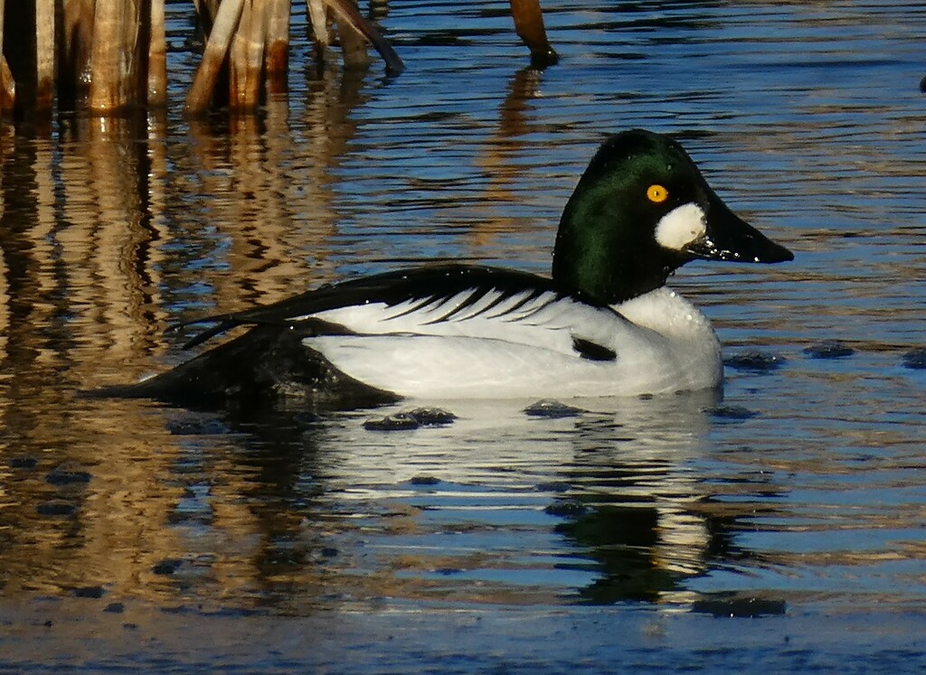 Common Goldeneye from Northwest Calgary, Calgary, AB, Canada on ...