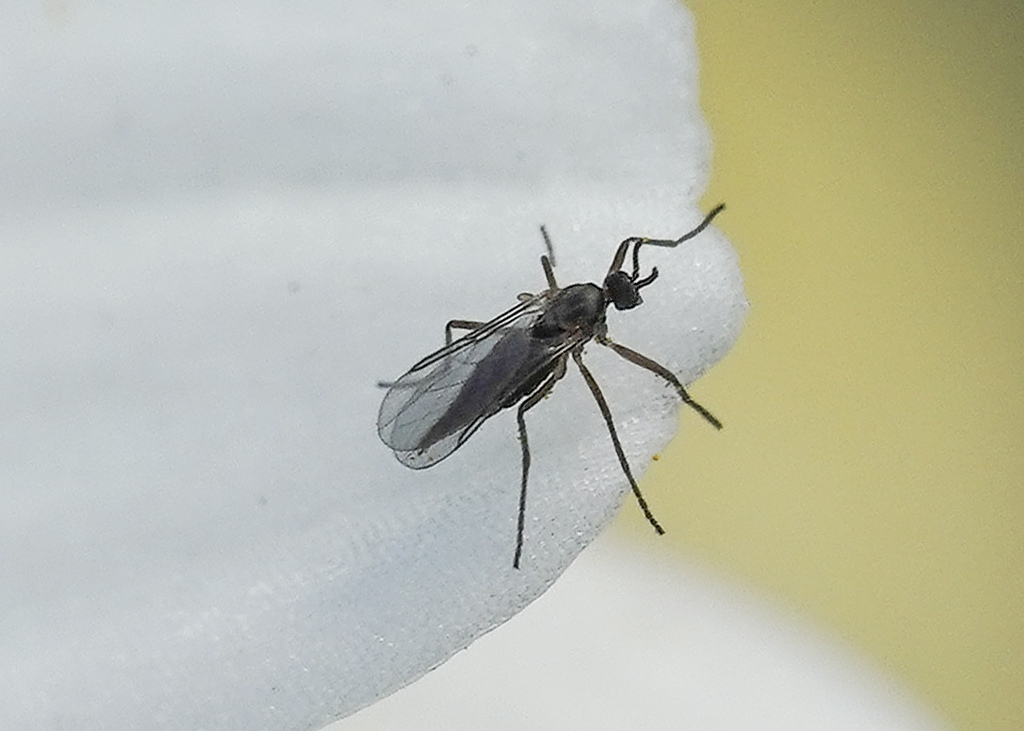 Dark-winged Fungus Gnats from Hansen Park, native plant demo garden ...