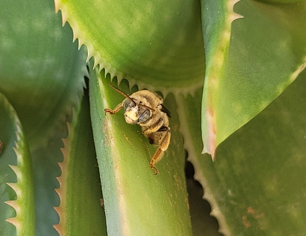 California Digger Bee from 17000 Rio Maria Rd, Lakeside, CA 92040, USA ...