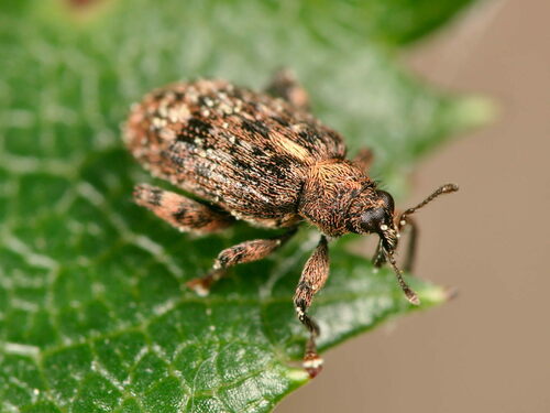 Orchestes pilosus · NaturaLista Colombia