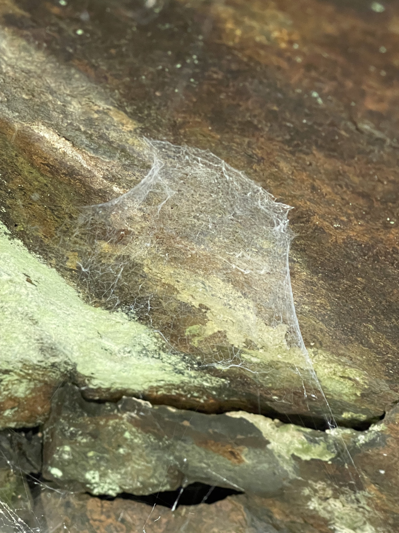 Hypochilidae