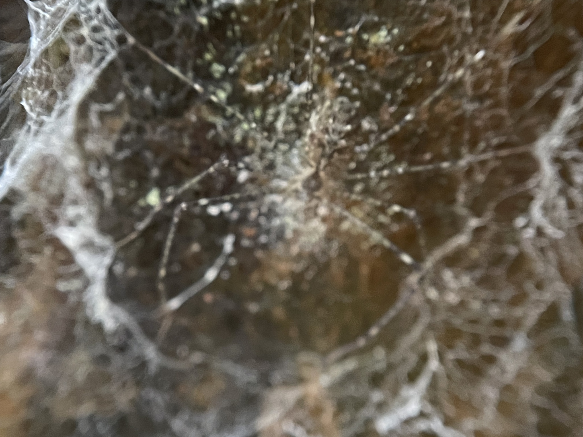 Hypochilidae