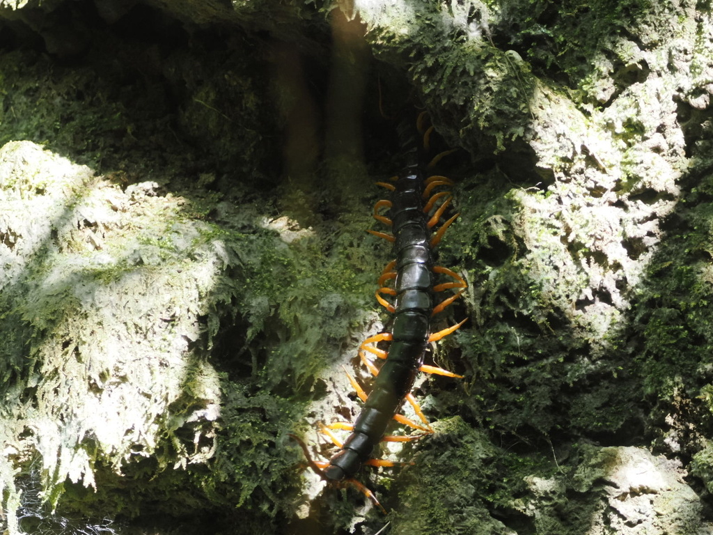 Chinese Red-headed Centipede from Taiwan, Hengchun Township, PIF, TW on ...