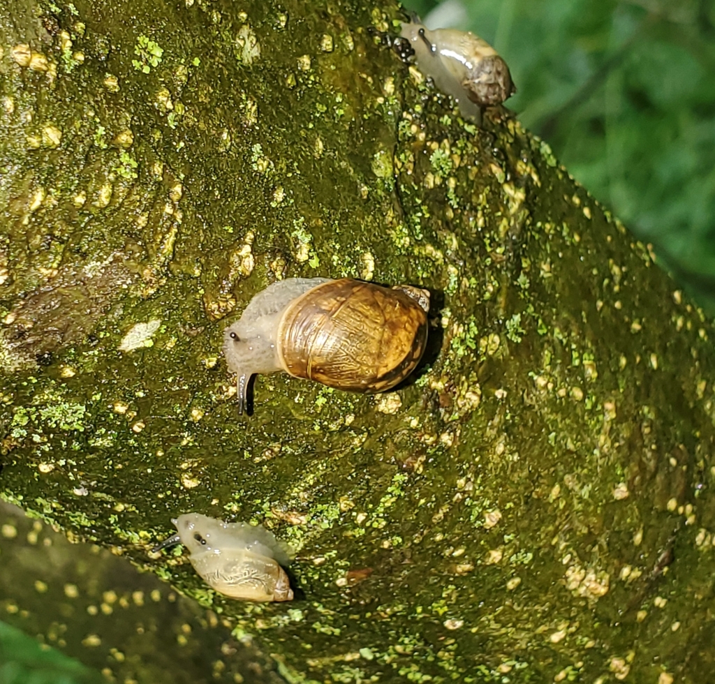 Amber Snails from New Castle County, US-DE, US on June 24, 2023 at 02: ...