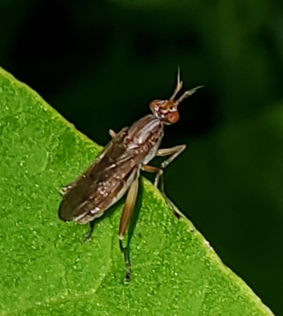 Snail-killing Flies from New Castle County, US-DE, US on June 24, 2023 ...