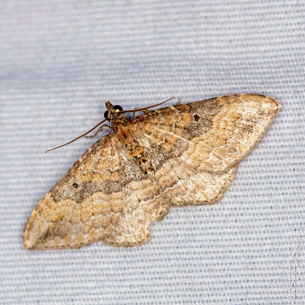 Gem Moth from Orange County, NC, USA on June 23, 2023 at 09:29 PM by ...