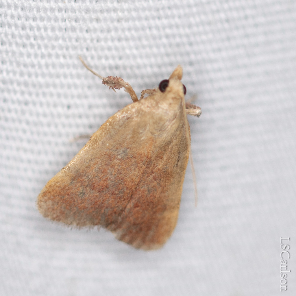 Drab Condylolomia Moth from Orange County, NC, USA on June 23, 2023 at ...