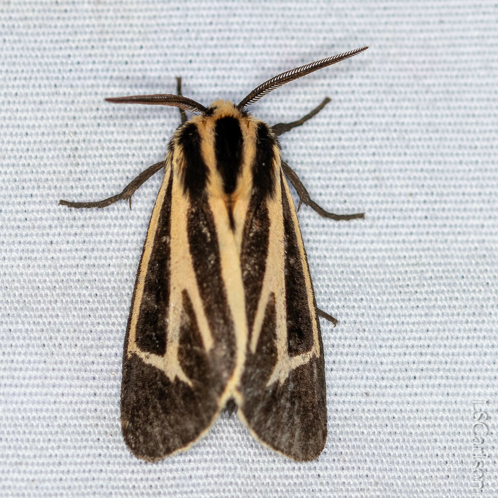 Apantesis from Orange County, NC, USA on June 23, 2023 at 10:22 PM by ...